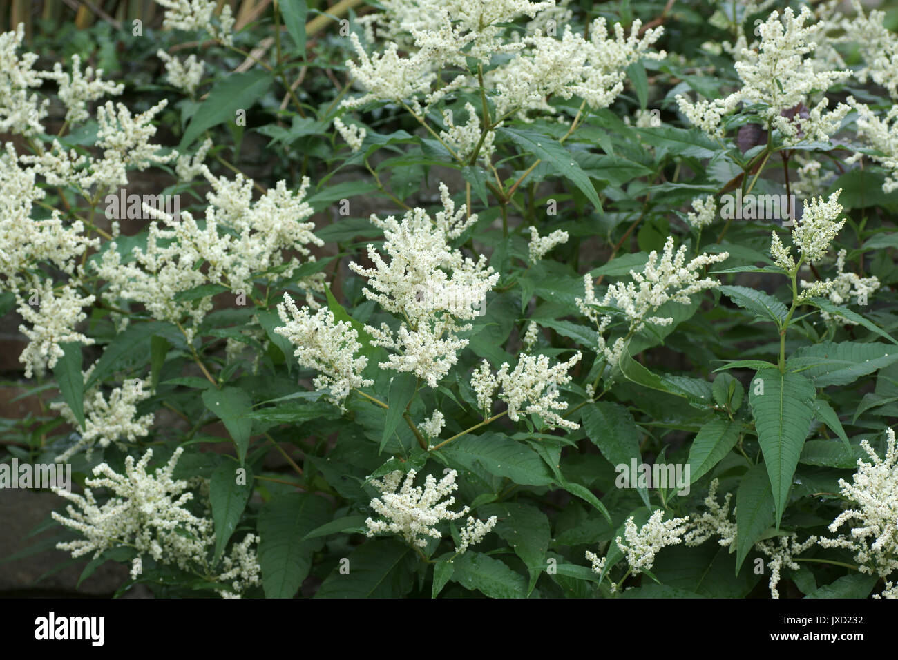 Persicaria wallichii hi-res stock photography and images - Alamy