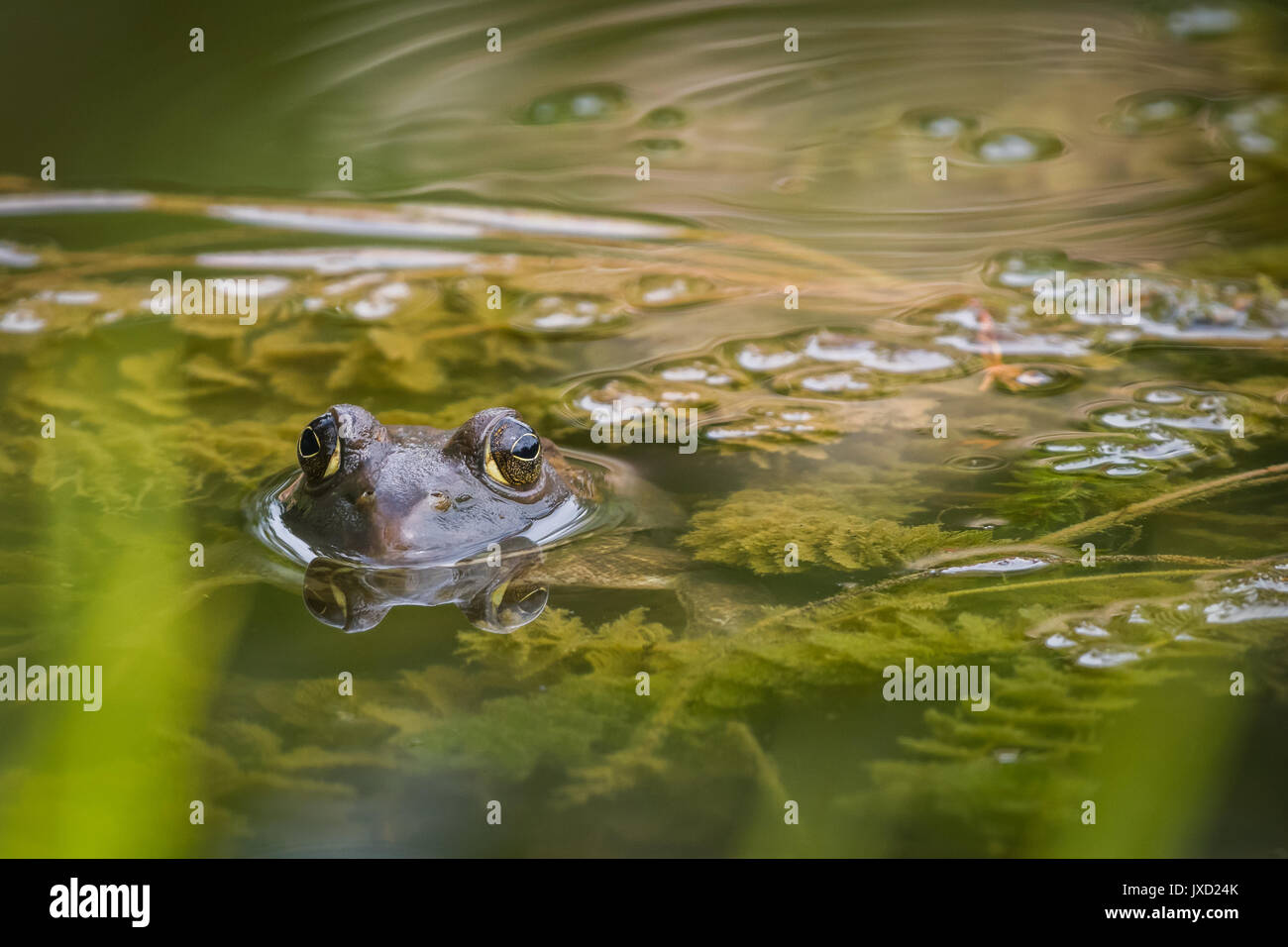 American Bullfrog in the water with just it's eyes out of the water ...