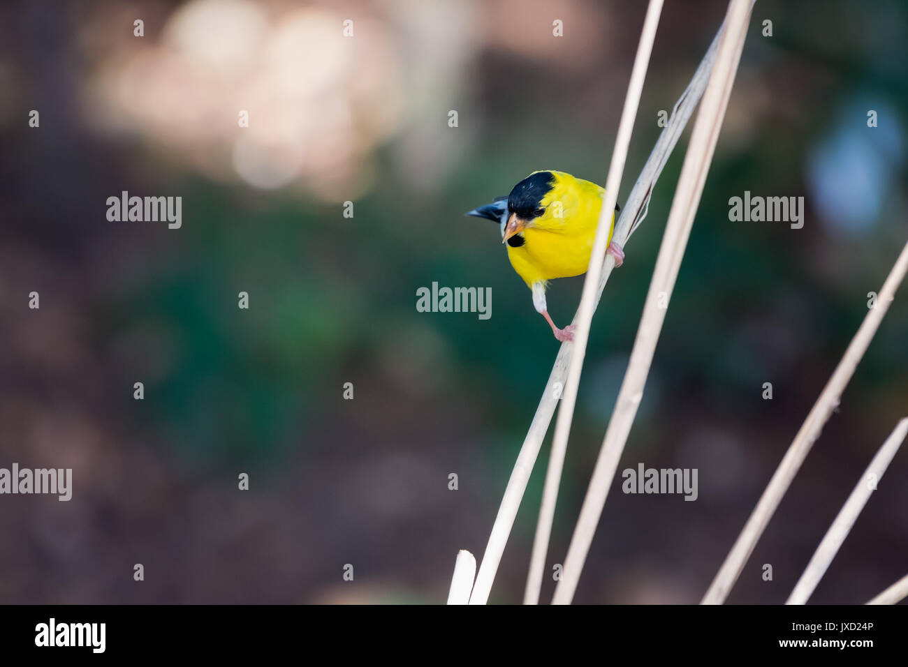American Goldfinch bird Stock Photo - Alamy