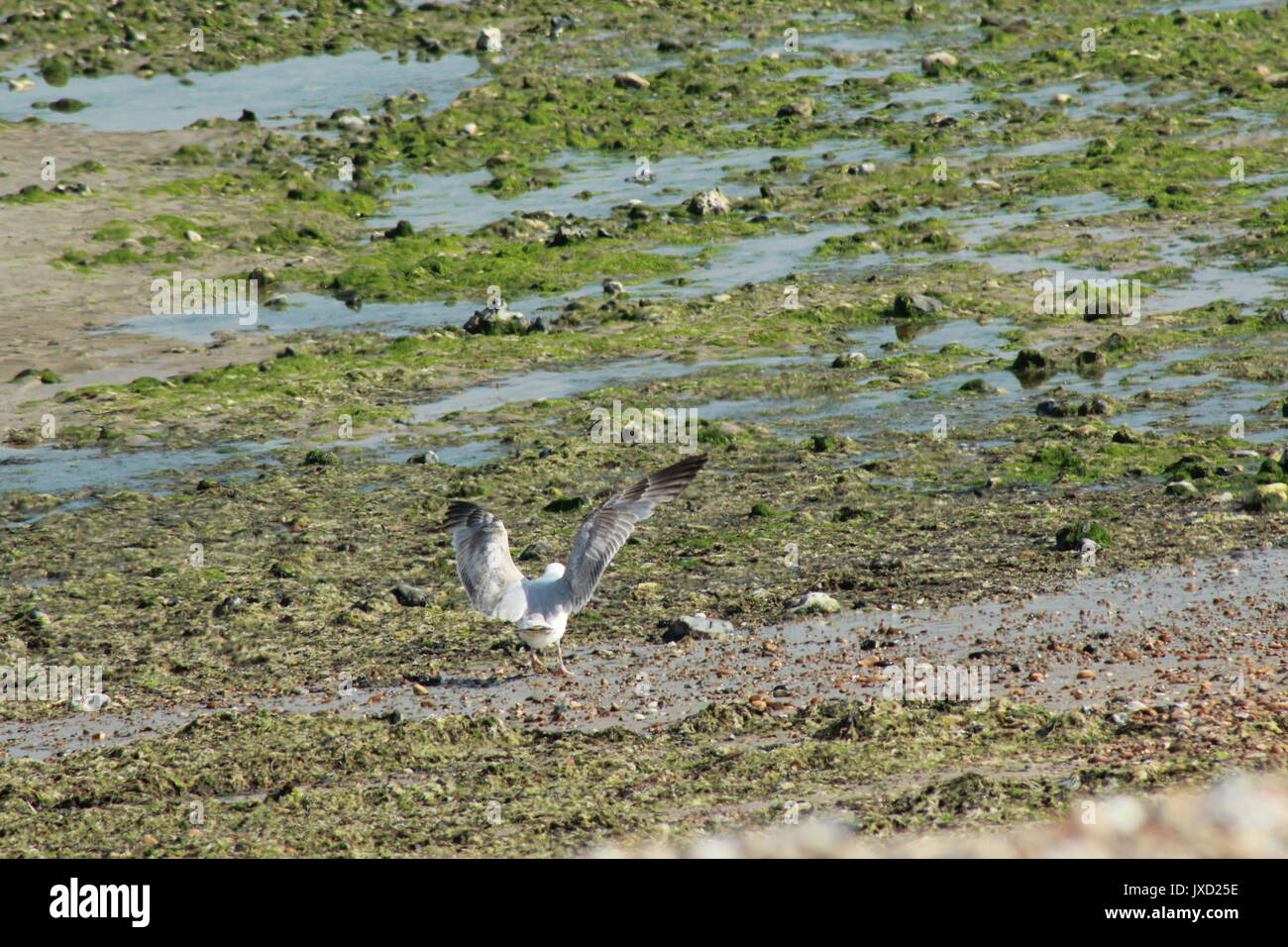 Seagull scavenging on a beach Stock Photo - Alamy