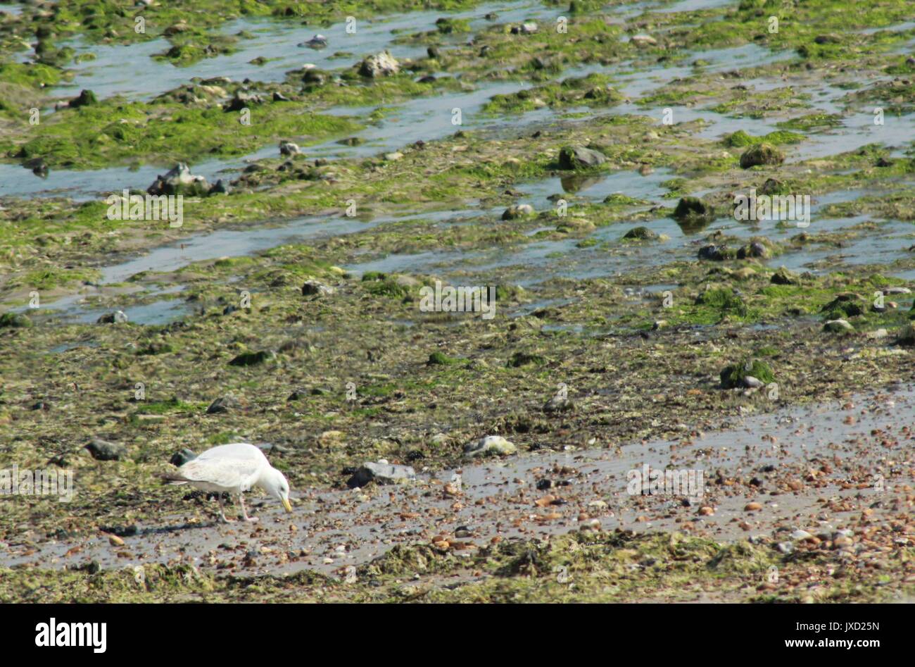 Seagull scavenging on a beach Stock Photo - Alamy