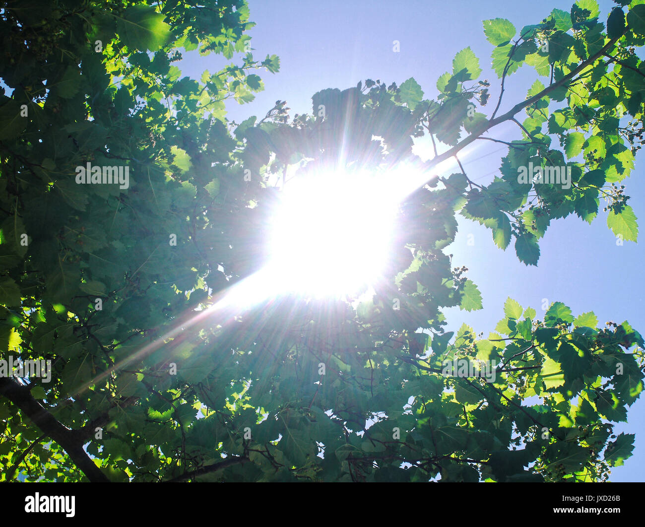 sunlight through the branches of a tree in spring, Moscow Stock Photo ...