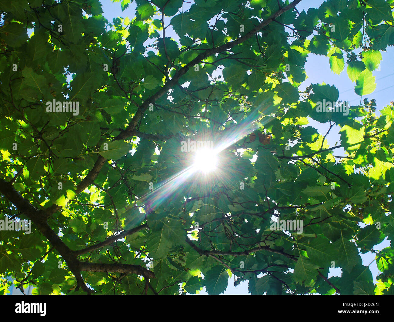 sunlight through the branches of a tree in spring, Moscow Stock Photo ...