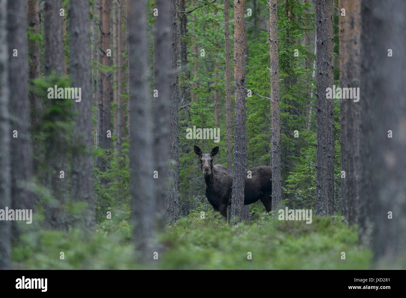Moose in a Swedish forest Stock Photo - Alamy