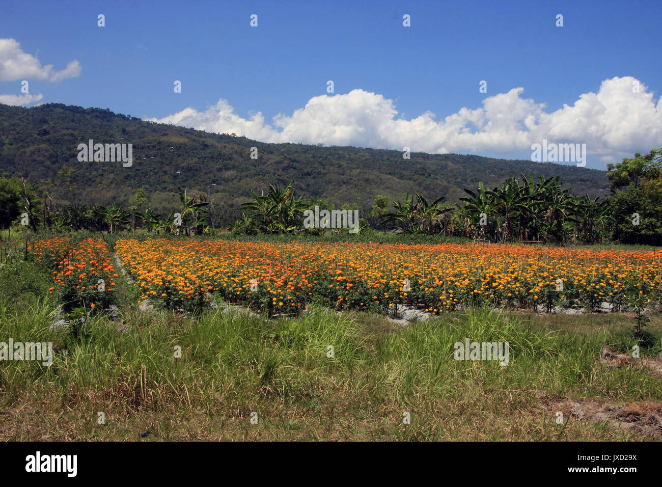 Marigold bali orange hi-res stock photography and images - Alamy