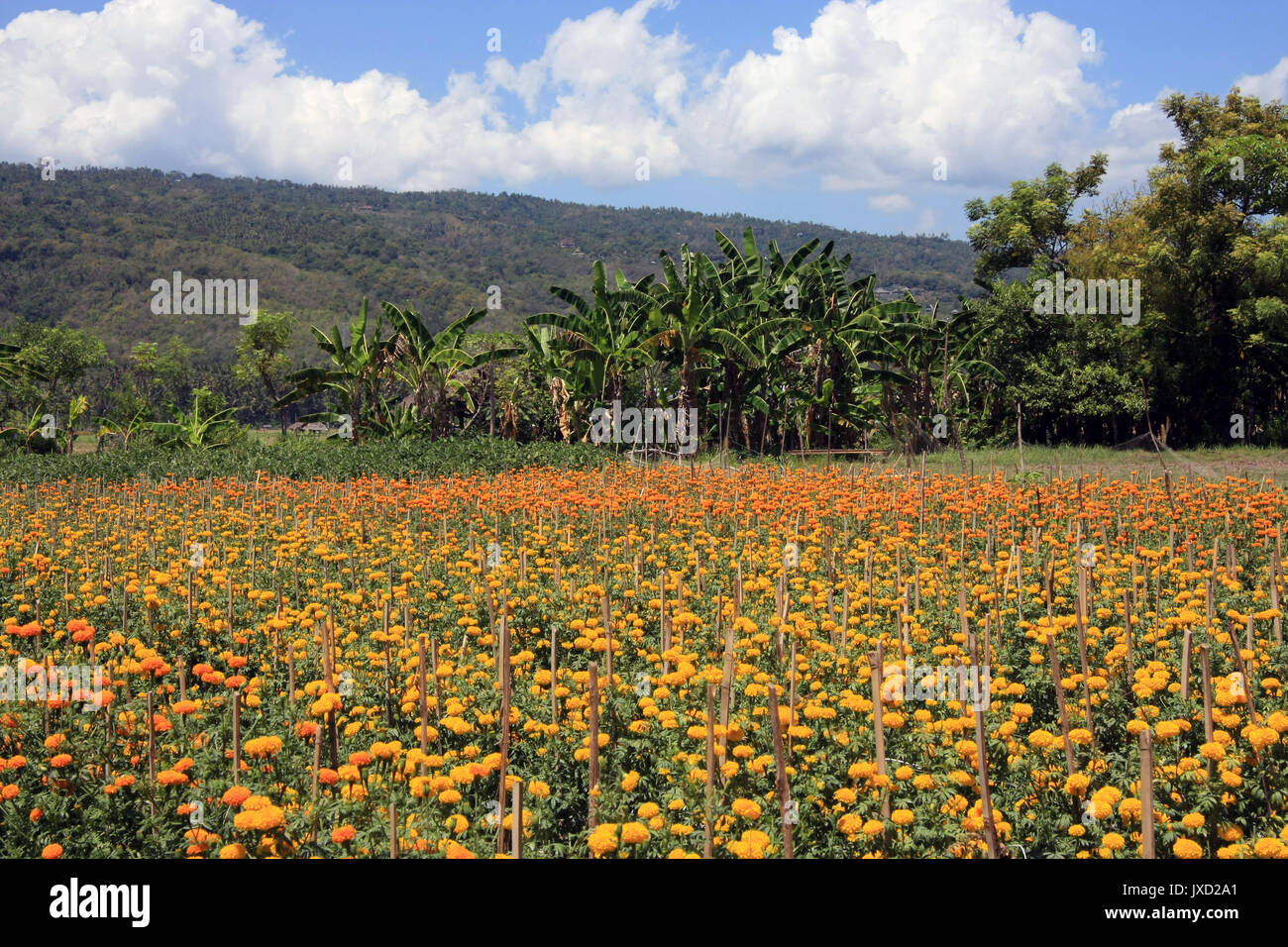 Field of Marigold flowers in rural Bali, Indonesia Stock Photo - Alamy