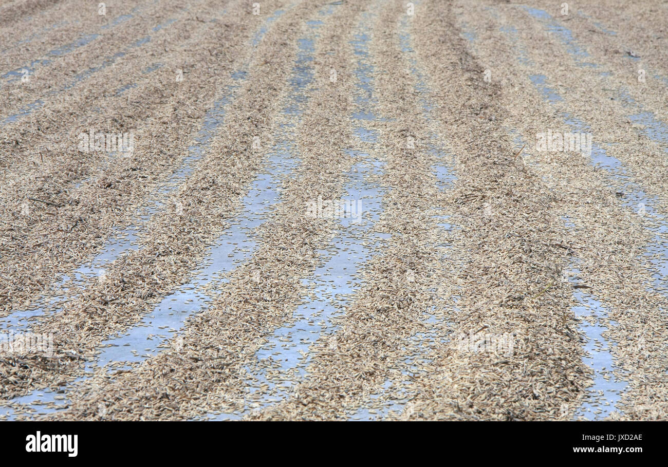 Sun drying seed/grain texture in rows on concrete flooring Stock Photo ...