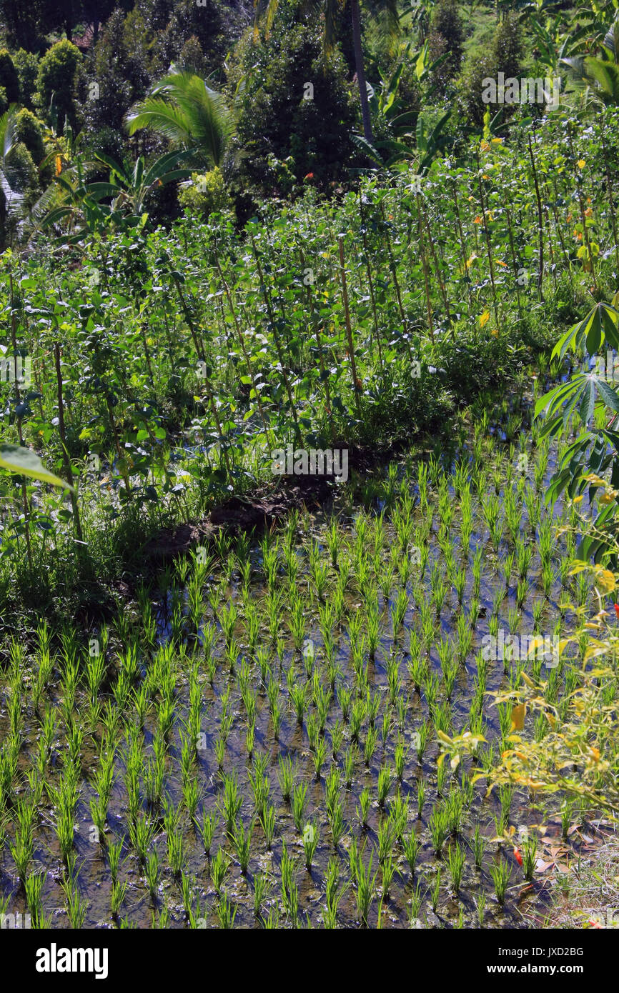 Rice terrace in Bali, Indonesia with crops growing on the hillside ...