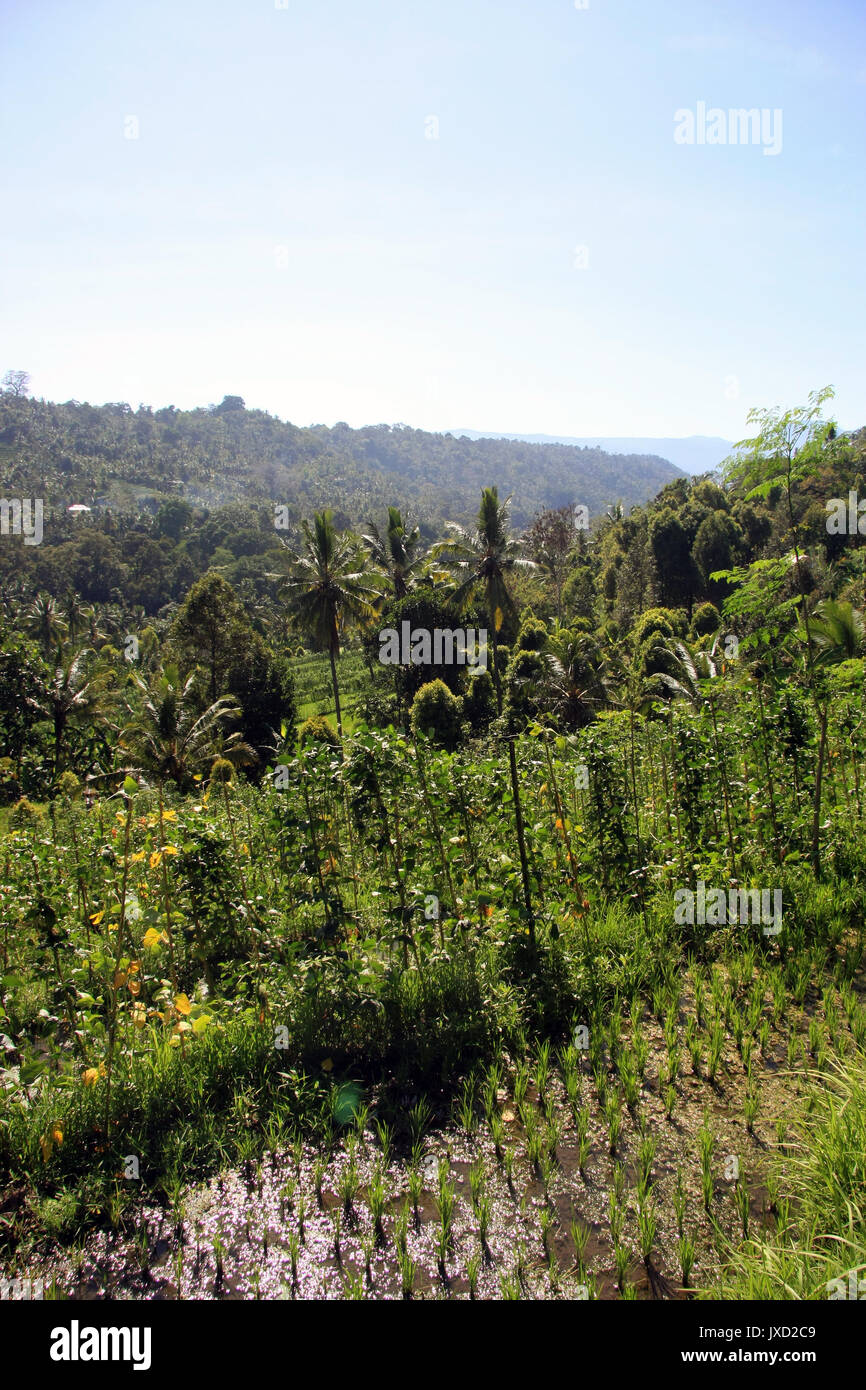 Agriculture filed and crops hi-res stock photography and images - Alamy