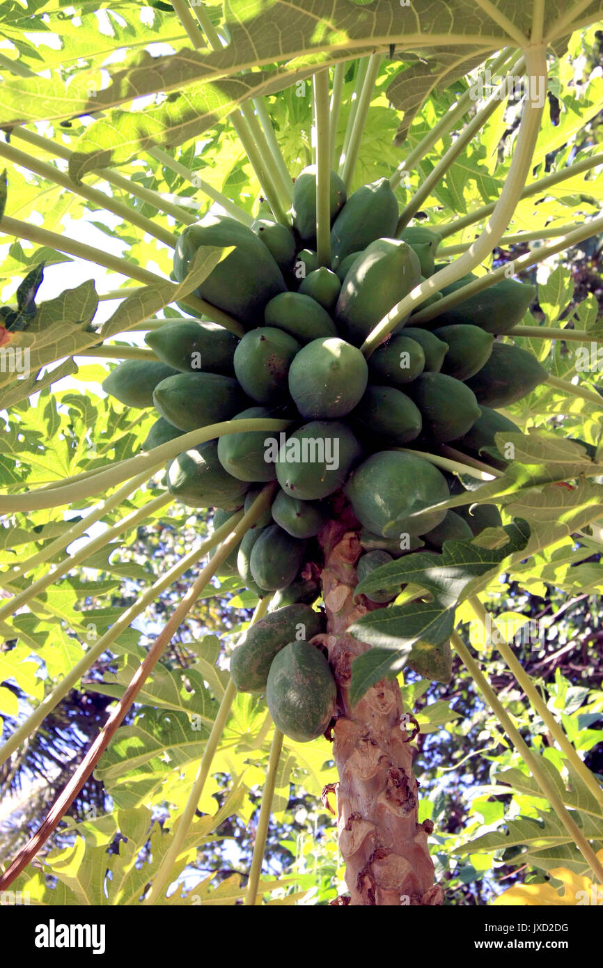 Group of Papaya close up in a Papaya tree, Bali, Indonesia Stock Photo ...