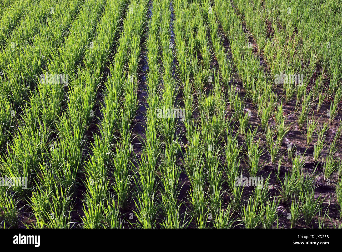 Rice field paddy texture/background Stock Photo - Alamy