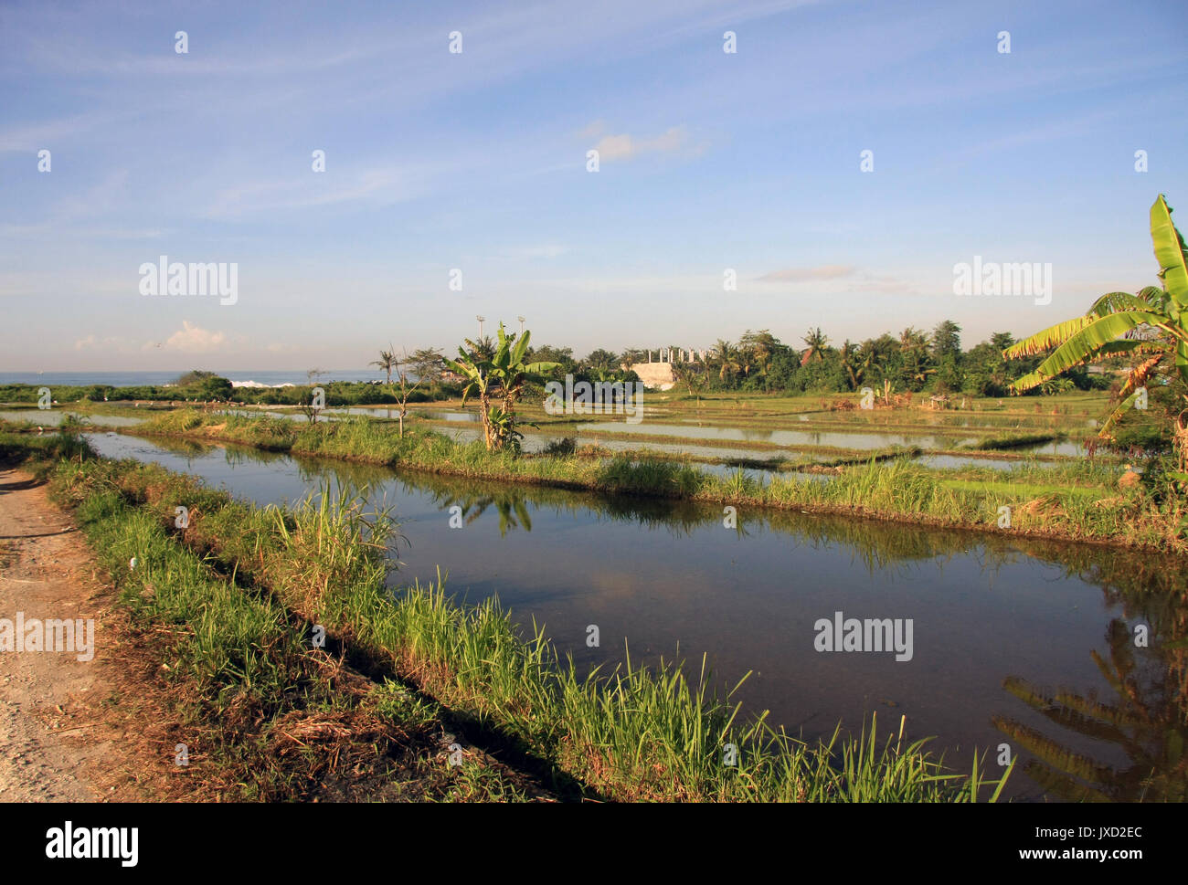 Empty rice paddy fields fresh with water Stock Photo - Alamy