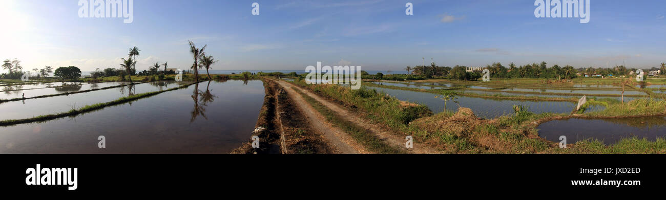 Large panorama of some rice paddy fields in Bali, Indonesia Stock Photo ...