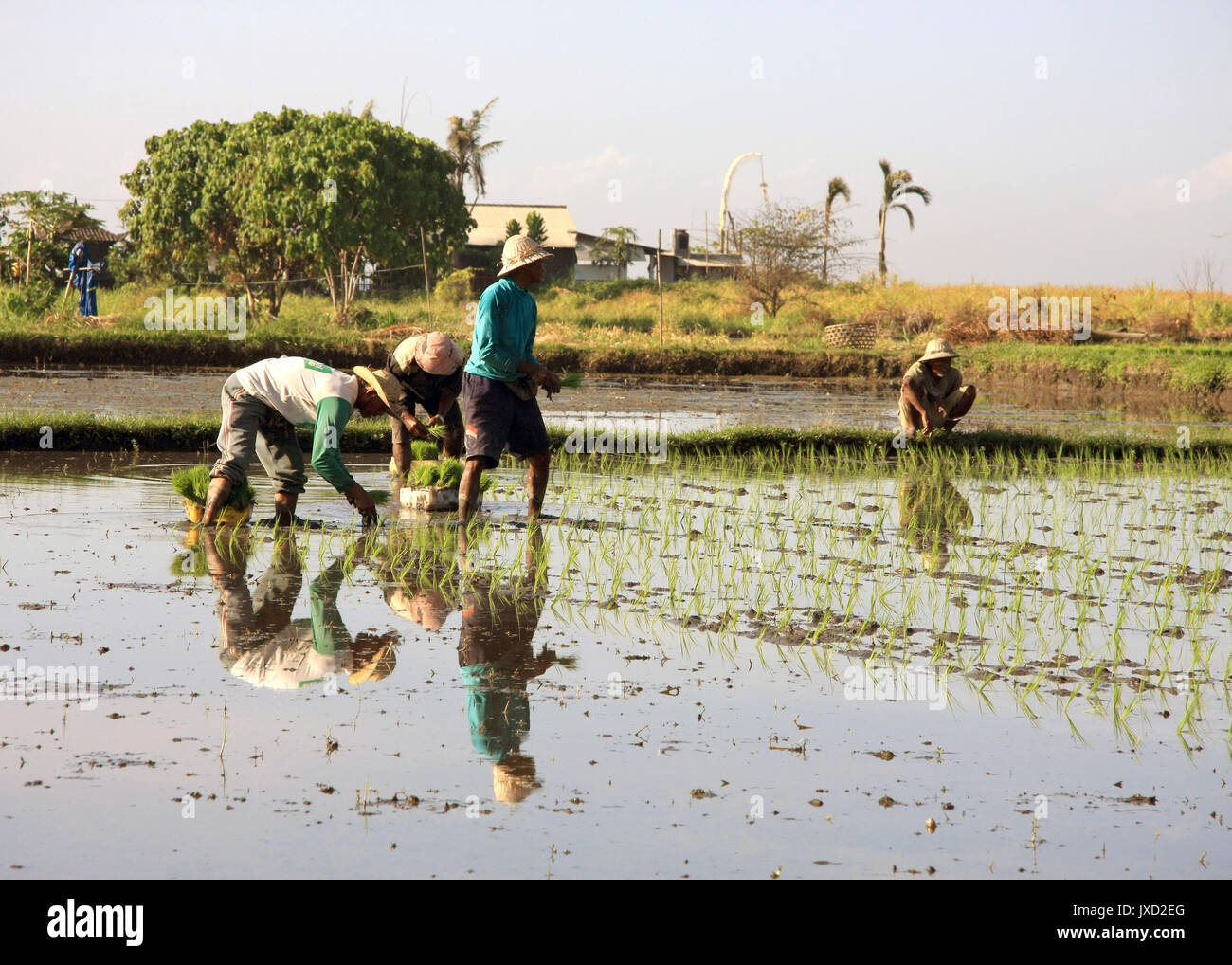 Gianyar/Bali - September 11, 2016: Field workers in on a rice paddy ...