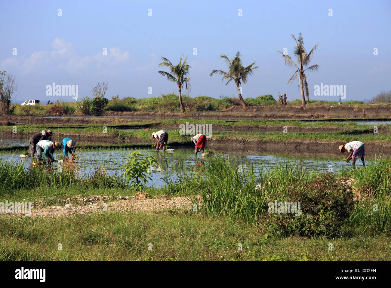 Field workers in on a rice paddy planting new rice Stock Photo - Alamy