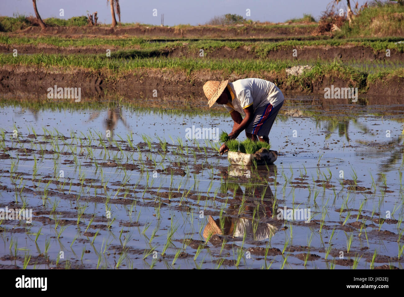 Field worker in on a rice paddy planting new rice Stock Photo - Alamy