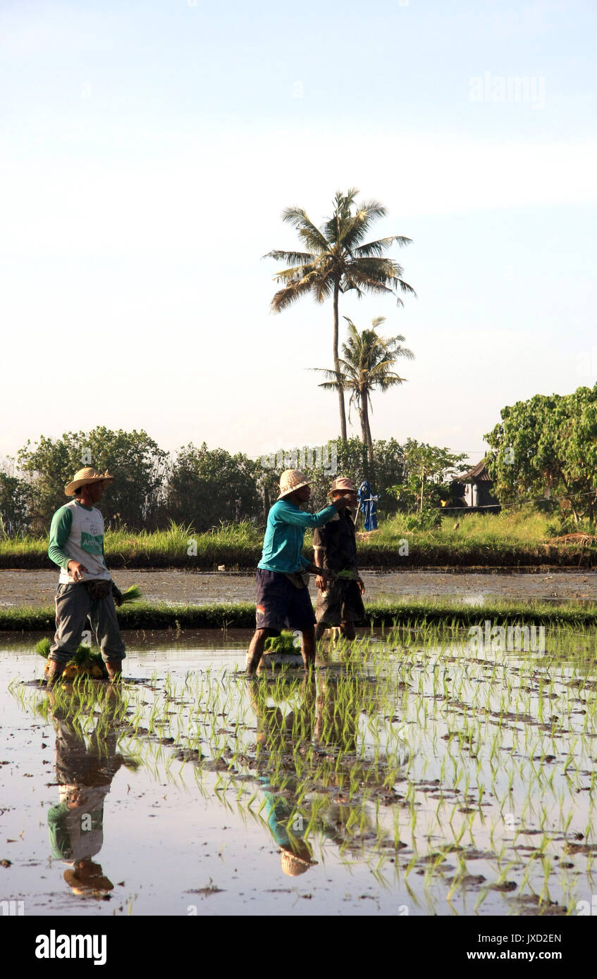 Gianyar/Bali - September 11, 2016: Field workers in on a rice paddy ...