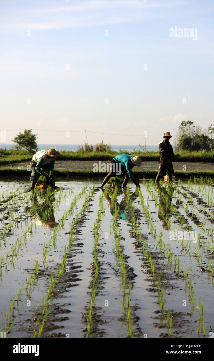 China rice paddy workers hi-res stock photography and images - Alamy
