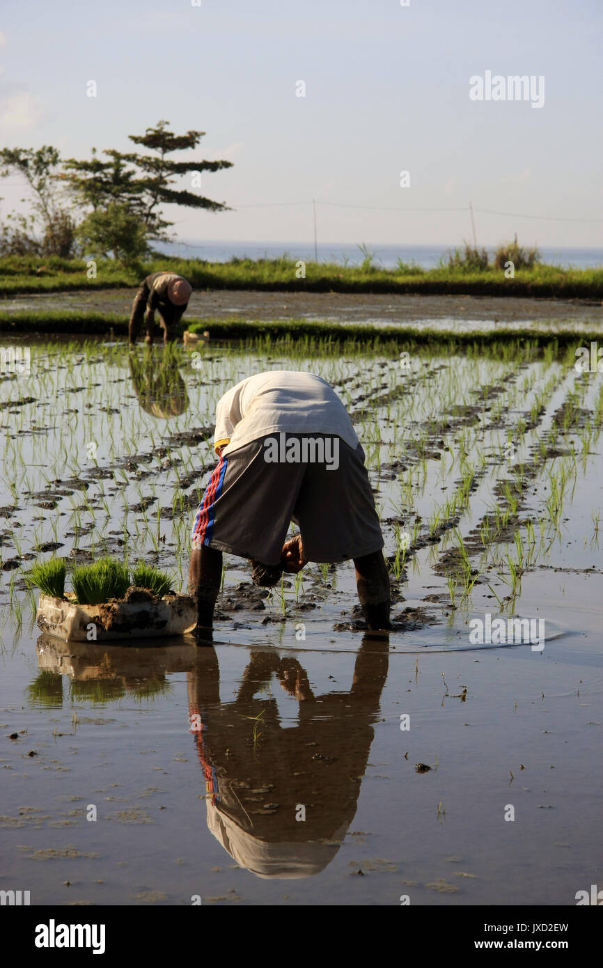 Field worker in on a rice paddy planting new rice Stock Photo - Alamy