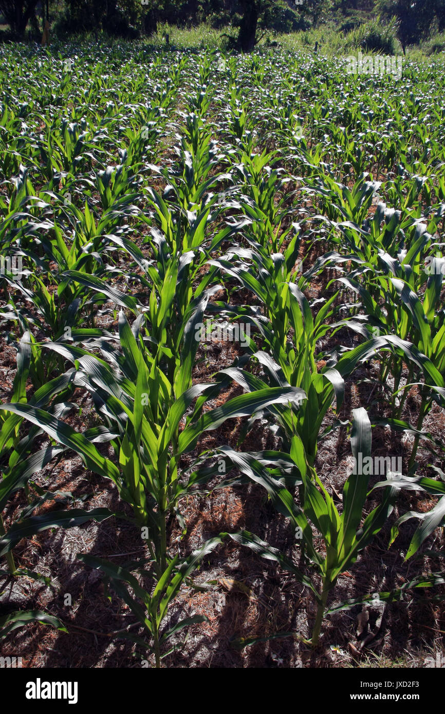 Maize crop growing in rows texture/background Stock Photo - Alamy