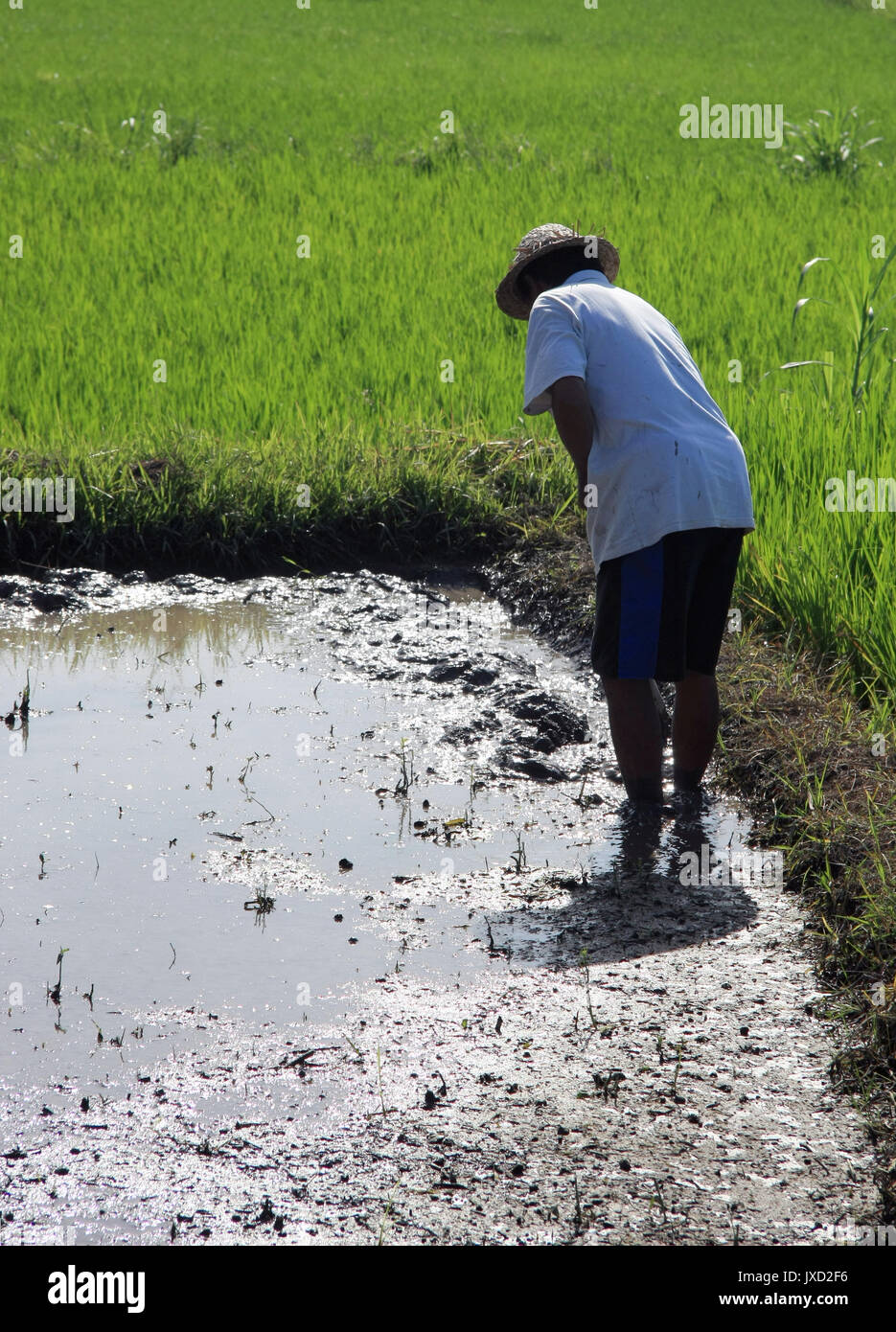 Rice paddy farmer turning over the soil in a rice paddy in Bali ...