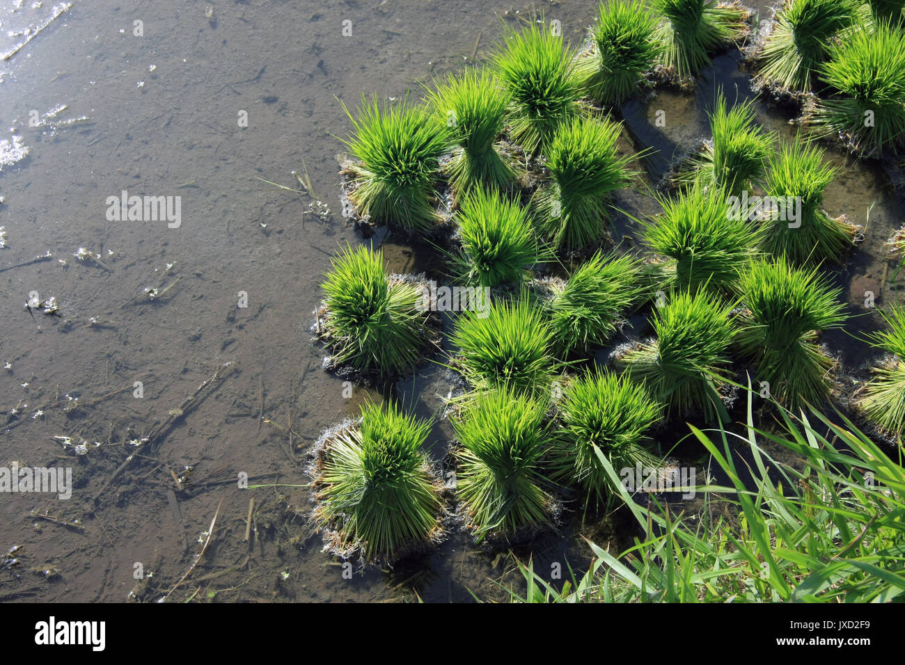 Rice cluster hi-res stock photography and images - Alamy