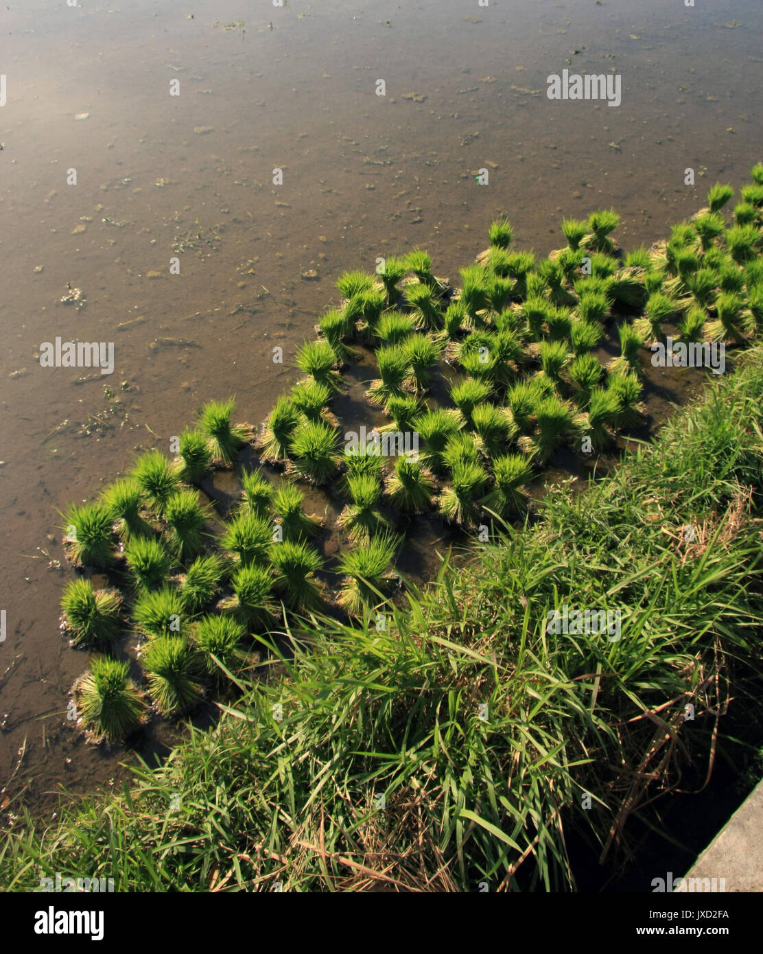 Cluster/Group of rice seedlings ready for planting in a paddy field ...
