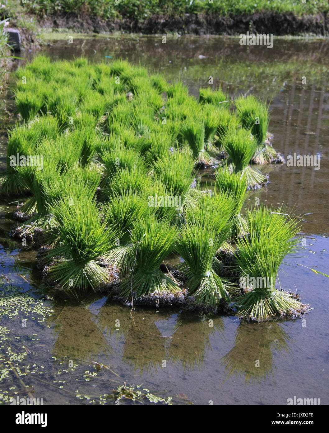 Cluster of rice hi-res stock photography and images - Alamy