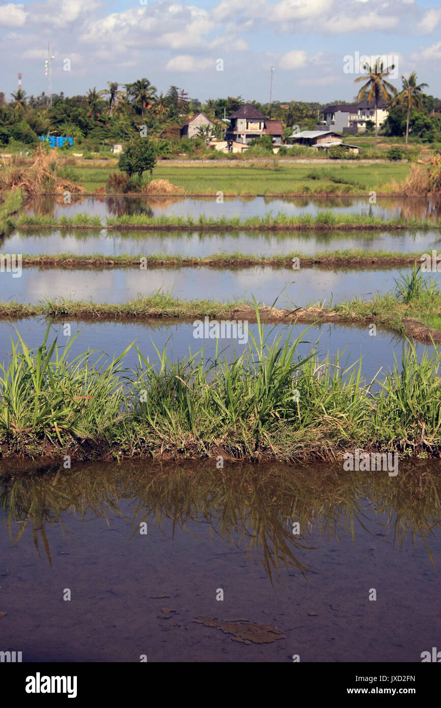 Balinese rice paddy hi-res stock photography and images - Alamy