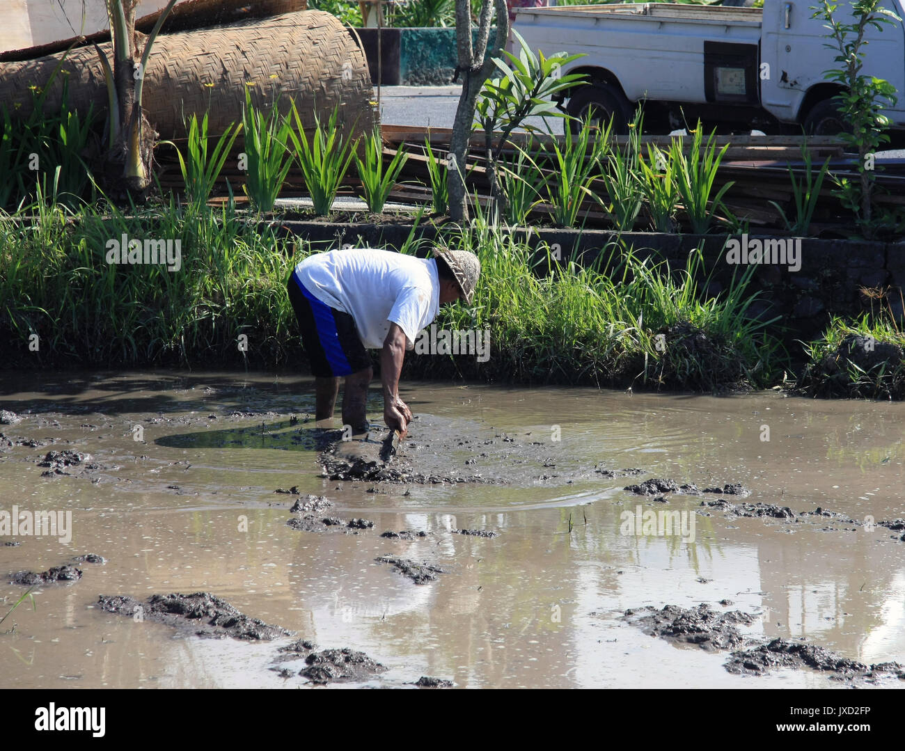 Rice paddy farmer turning over the soil with bamboo in a rice paddy in ...
