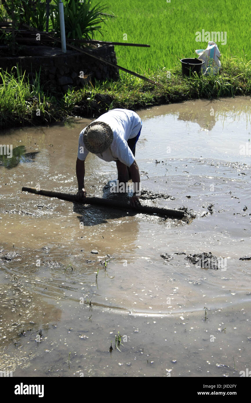 Rice paddy farmer turning over the soil with bamboo in a rice paddy in ...