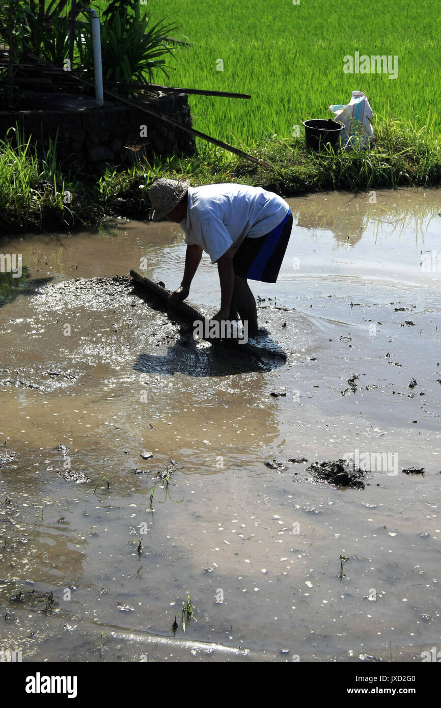 Rice paddy farmer turning over the soil with bamboo in a rice paddy in ...