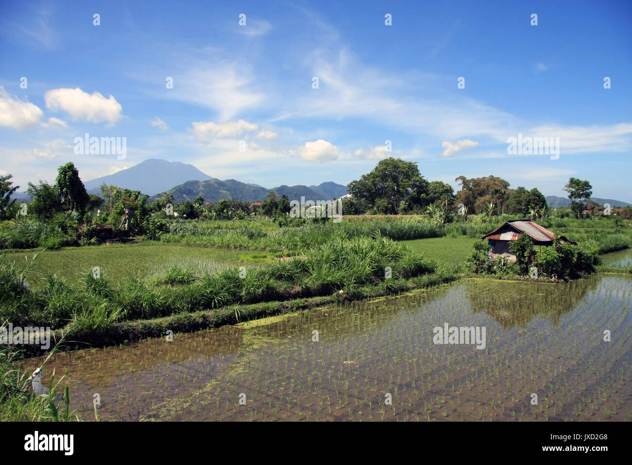 Bali Rice Fields in Bali, Indonesia - view of rice fields fresh with ...