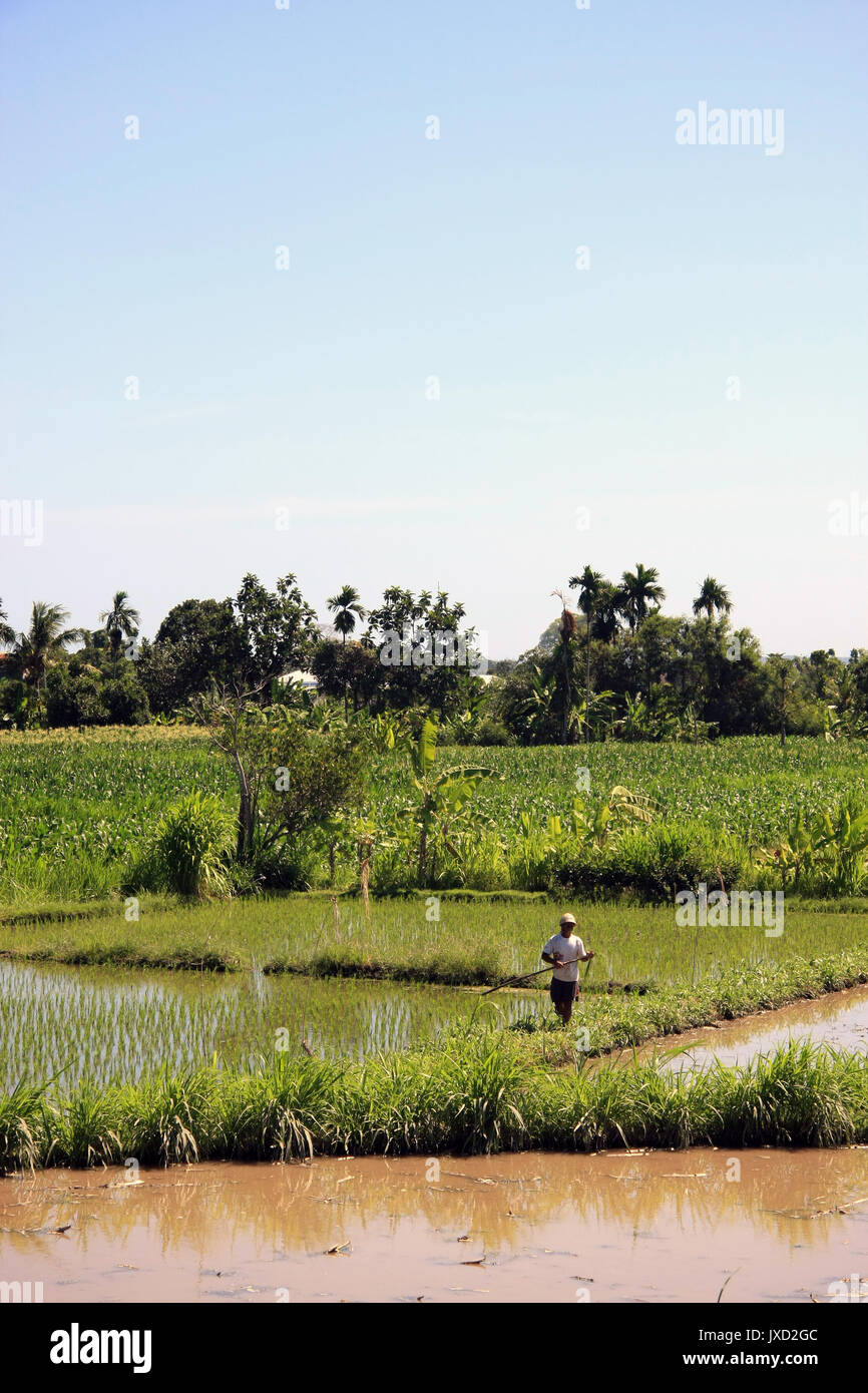Bali Rice Fields in Bali, Indonesia - view of rice fields fresh with ...