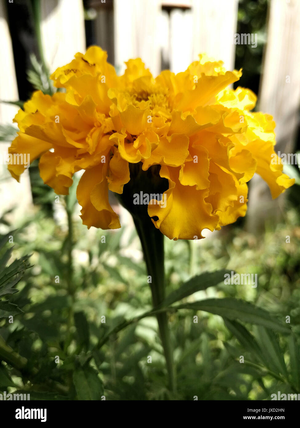 Naturall nature hi-res stock photography and images - Alamy