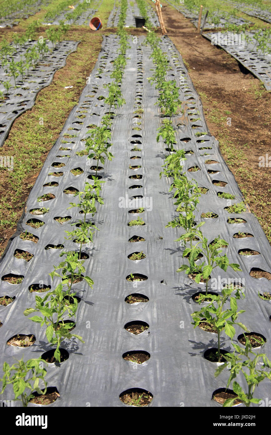 Growth seedlings rows hi-res stock photography and images - Alamy