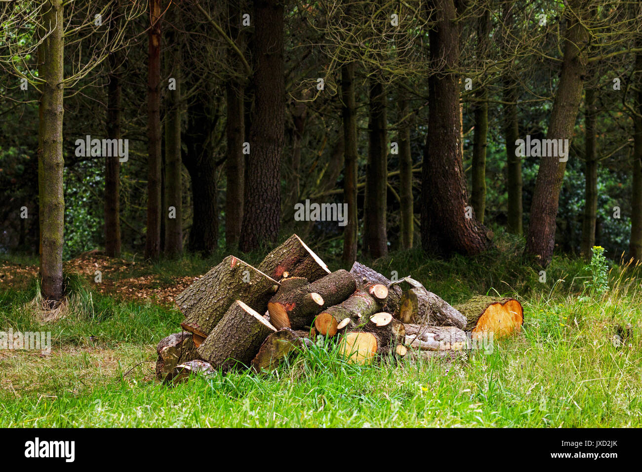 Timber stack scotland hi-res stock photography and images - Alamy