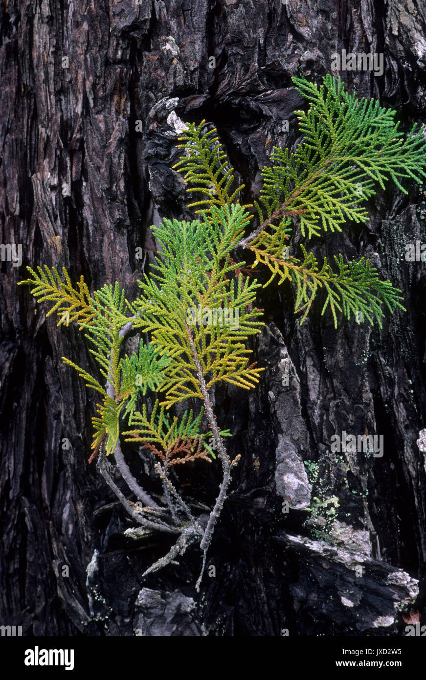 Port orford cedar chamaecyparis hi-res stock photography and images - Alamy