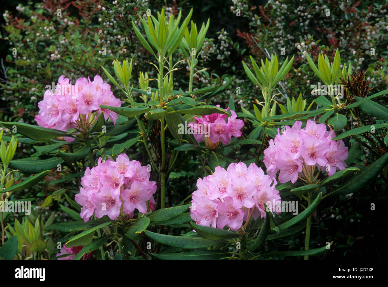 Pacific rhododendron (Rhododendron macrophyllum), Oregon Dunes National ...