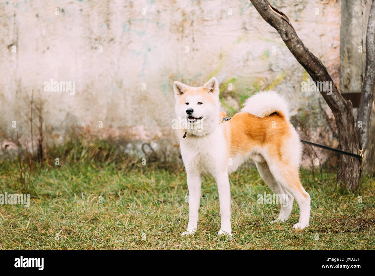 Akita Dog or Akita Inu, Japanese Akita Outdoor Stock Photo - Alamy