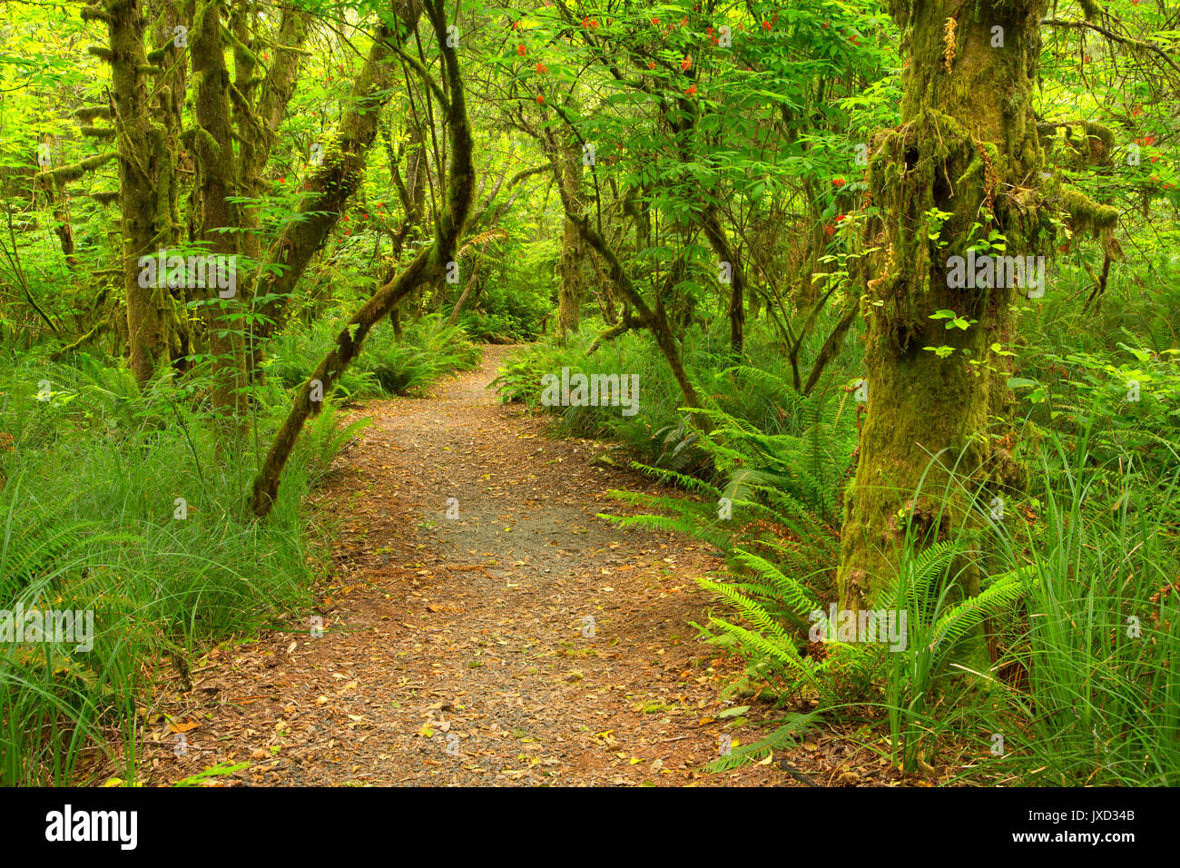 Flora and Fauna Trail, Kilchis Point Reserve, Bay City, Oregon Stock ...