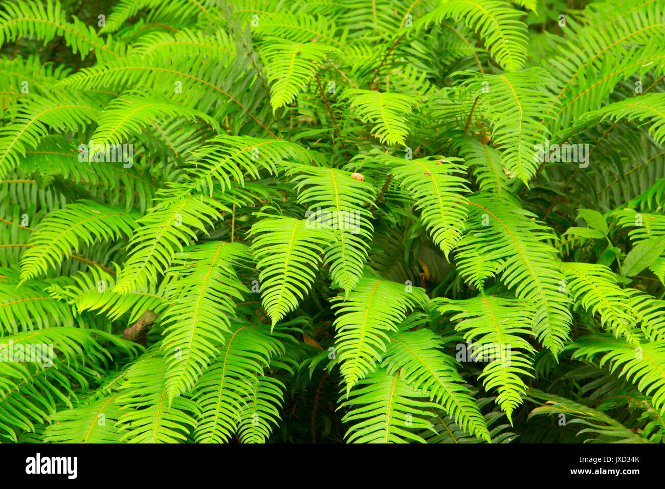 Western sword fern along Pioneer Path Trail, Kilchis Point Reserve, Bay ...