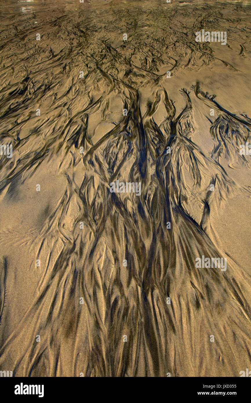Sand patterns on beach, Oceanside State Park, Oregon Stock Photo - Alamy