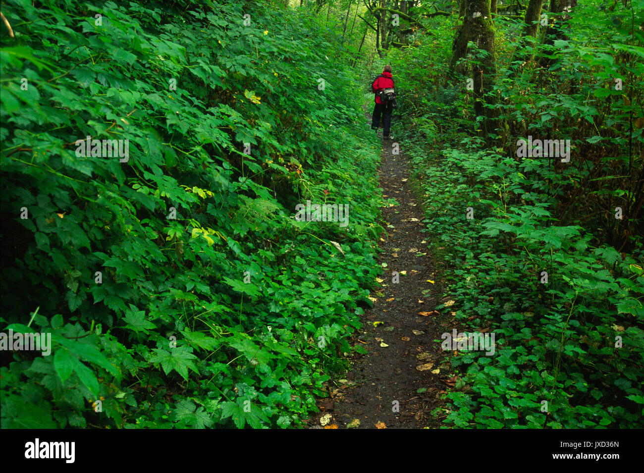 Lime Kiln Trail, Robe Canyon County Park, Washington Stock Photo - Alamy
