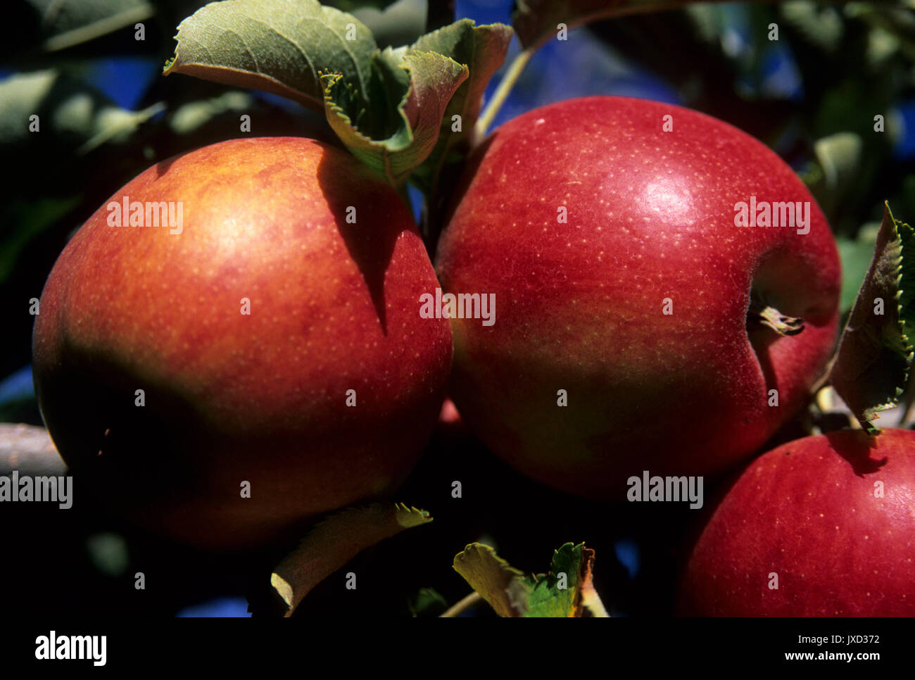 Yakima valley apples hi-res stock photography and images - Alamy