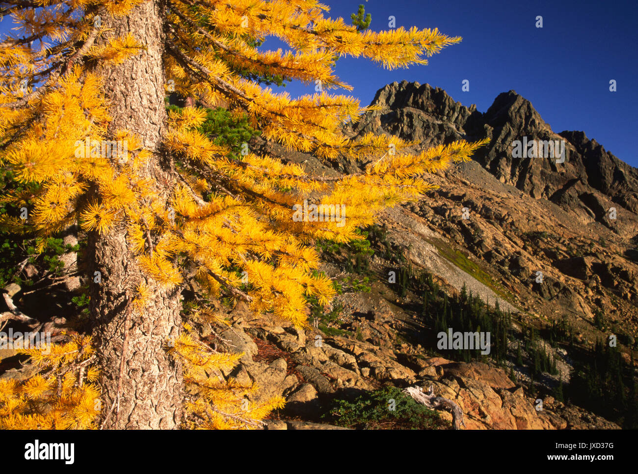 Larch with Ingalls Peak, Alpine Lakes Wilderness, Wenatchee National ...