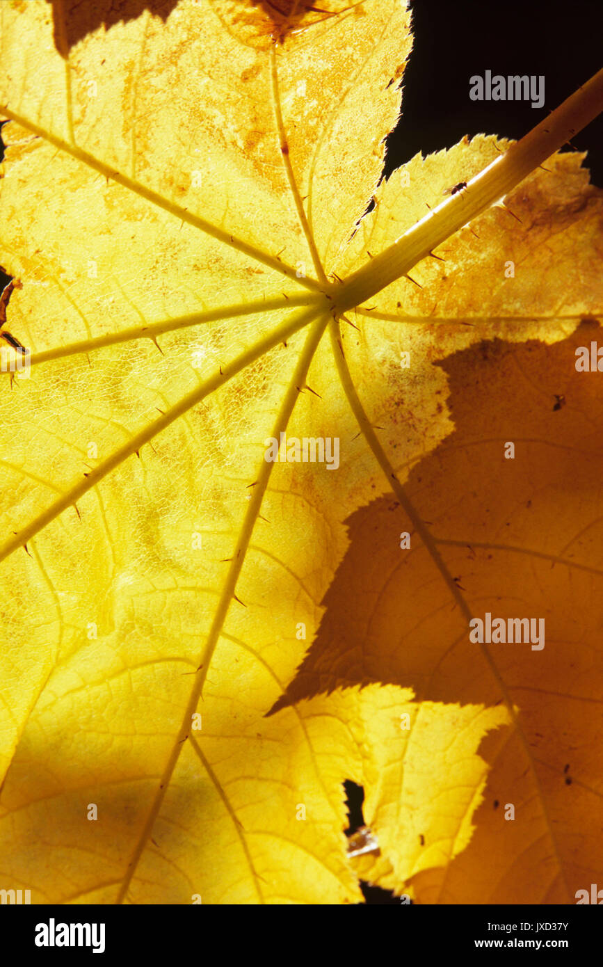 Devils Club leaf in autumn on Lake Ann Trail, Okanogan National Forest ...