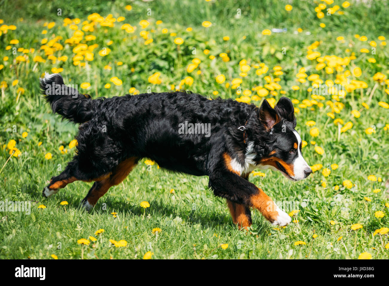 Farm Dog Bernese Mountain Dog Berner Sennenhund Playing Running Outdoor ...