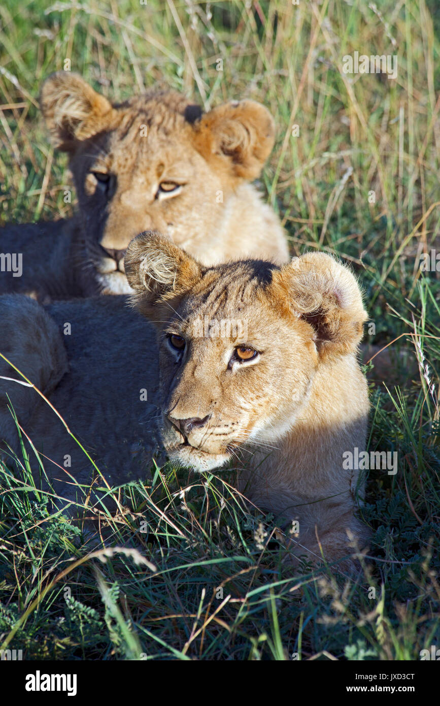 Close up of lion cubs hi-res stock photography and images - Alamy