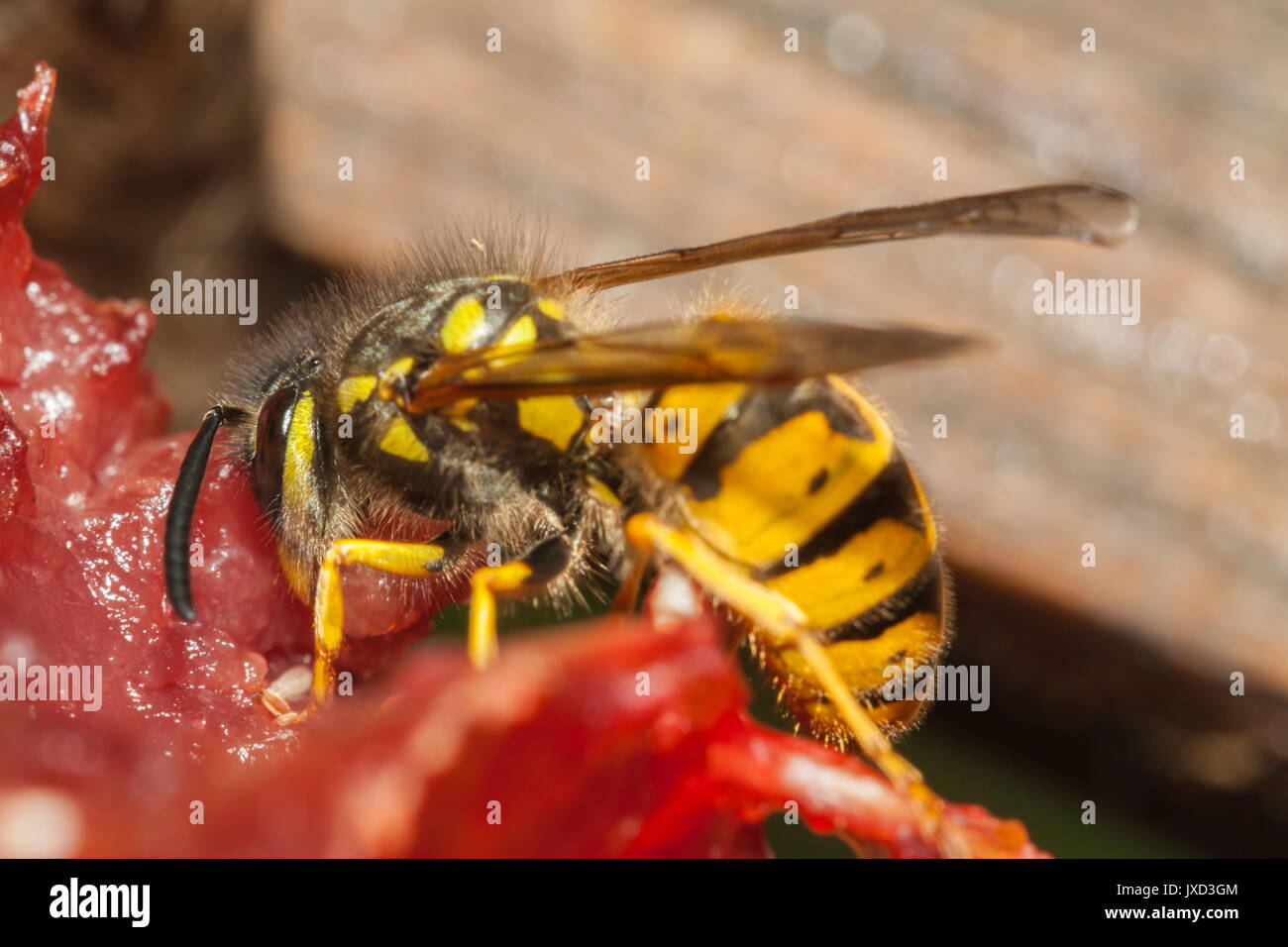 One of natures cleaners the common wasp (Vespula vulgaris) is seen ...